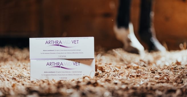 Arthramid®: Long-Lasting Horse & Canine Arthritis Treatment