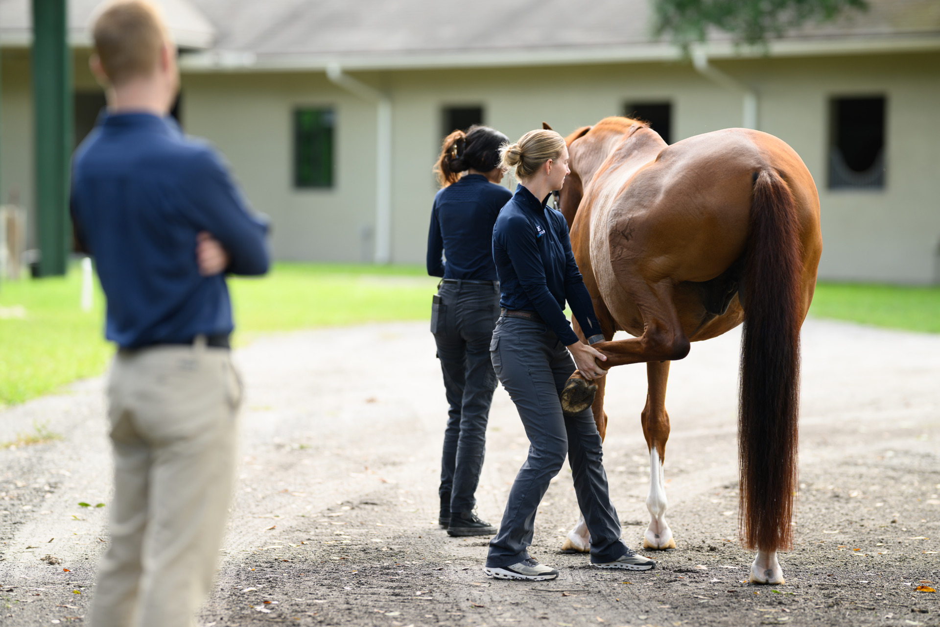 Arthramid® for Equine | Advanced Osteoarthritis Treatment for Horses ...